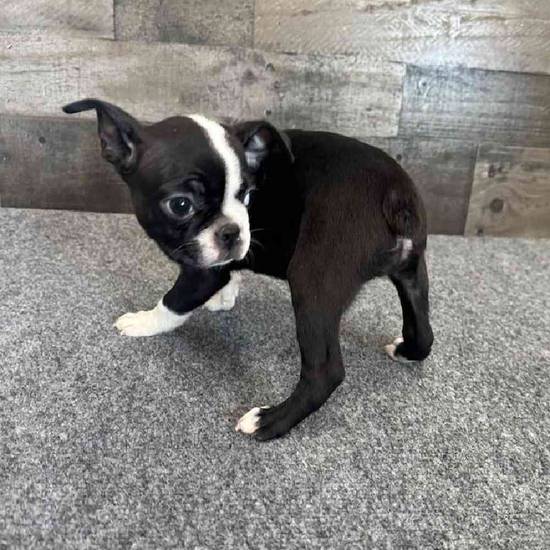 Available Puppies For Sale in Michigan - The Family Puppy