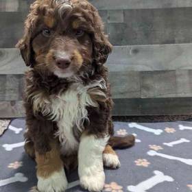Available Puppies For Sale in Michigan - The Family Puppy