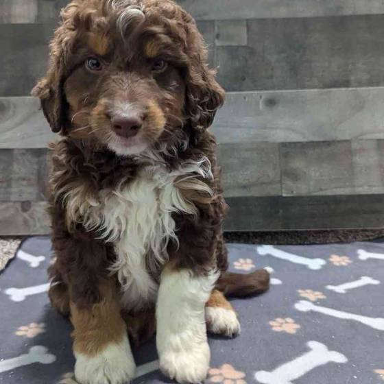 Available Puppies For Sale in Michigan - The Family Puppy