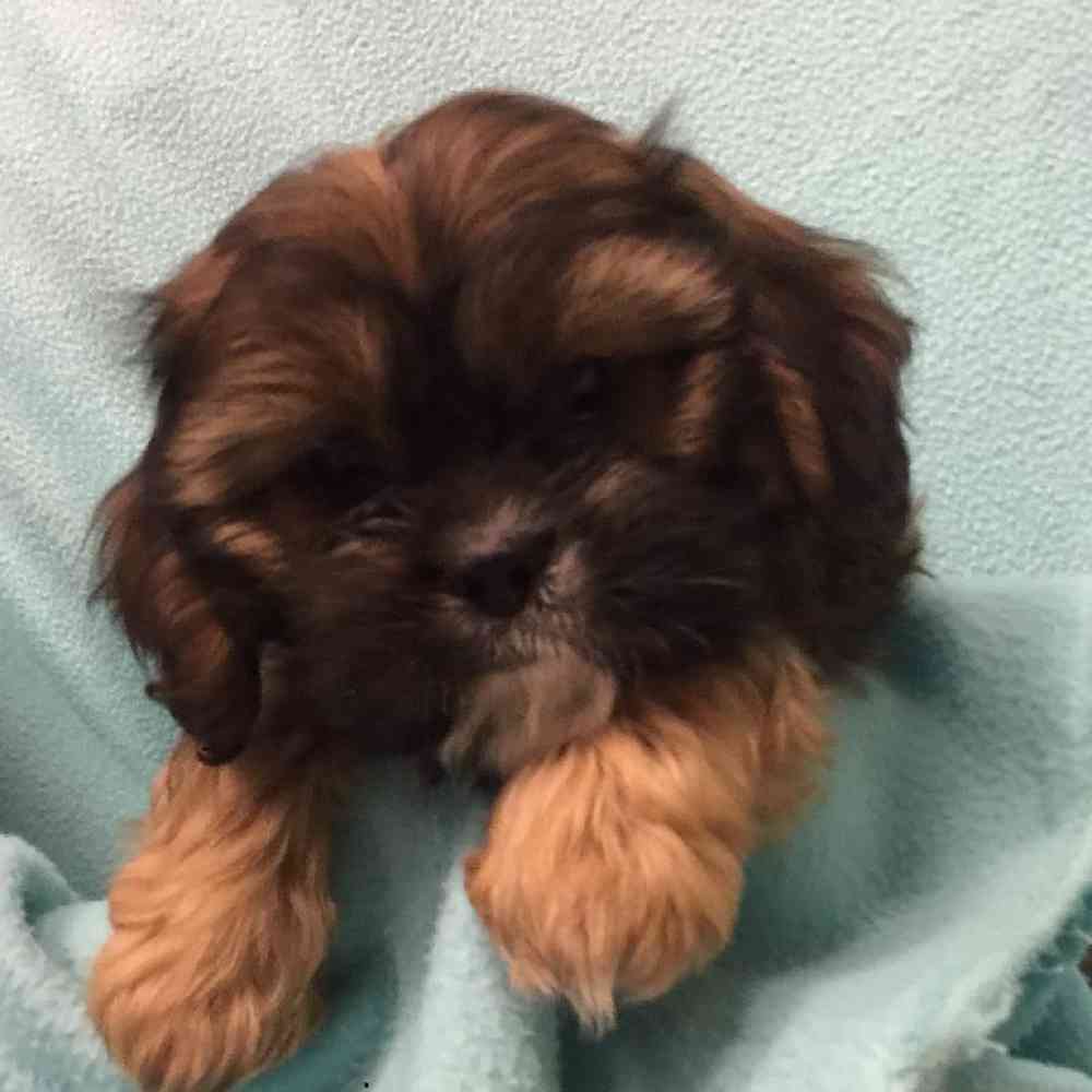 Information on Lhasa Apso-Cavalier Puppies for Sale in Michigan