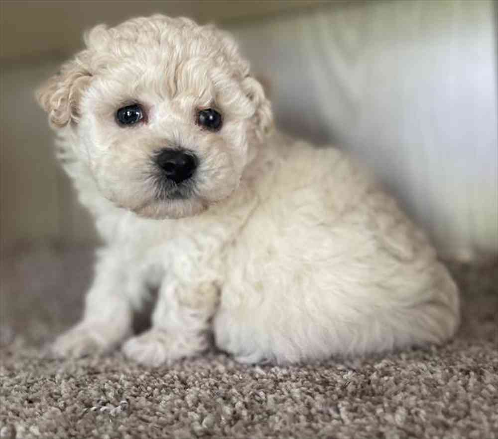 Information on Coton Poodle Puppies for Sale in Michigan