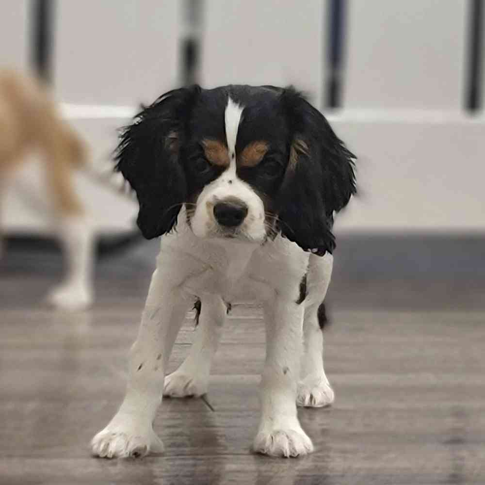 Elizabeth, Female Cavalier King Charles Spaniel Puppy for sale in Flint