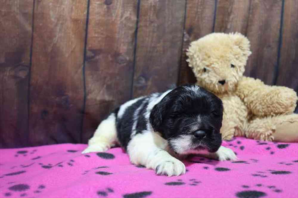 Information on Mini Hippo Puppies for Sale in Michigan