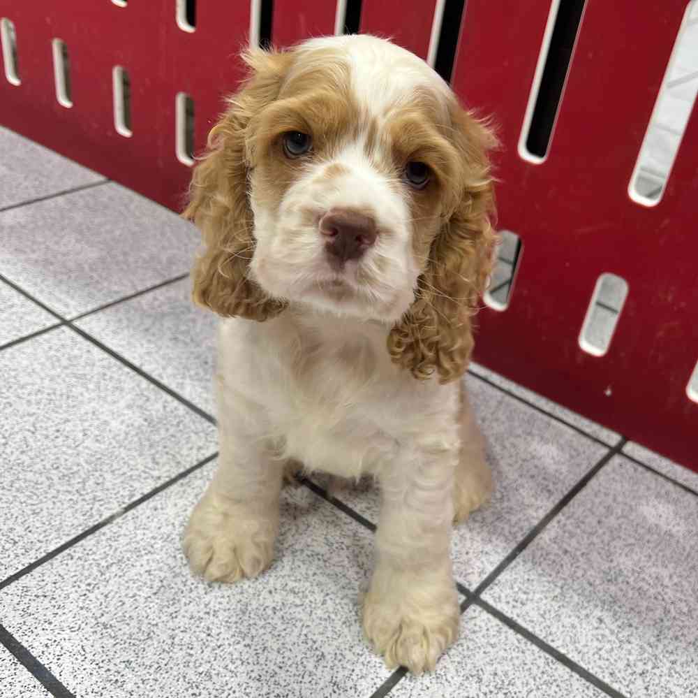 Cooper, Male Cocker Spaniel Puppy for sale in Troy