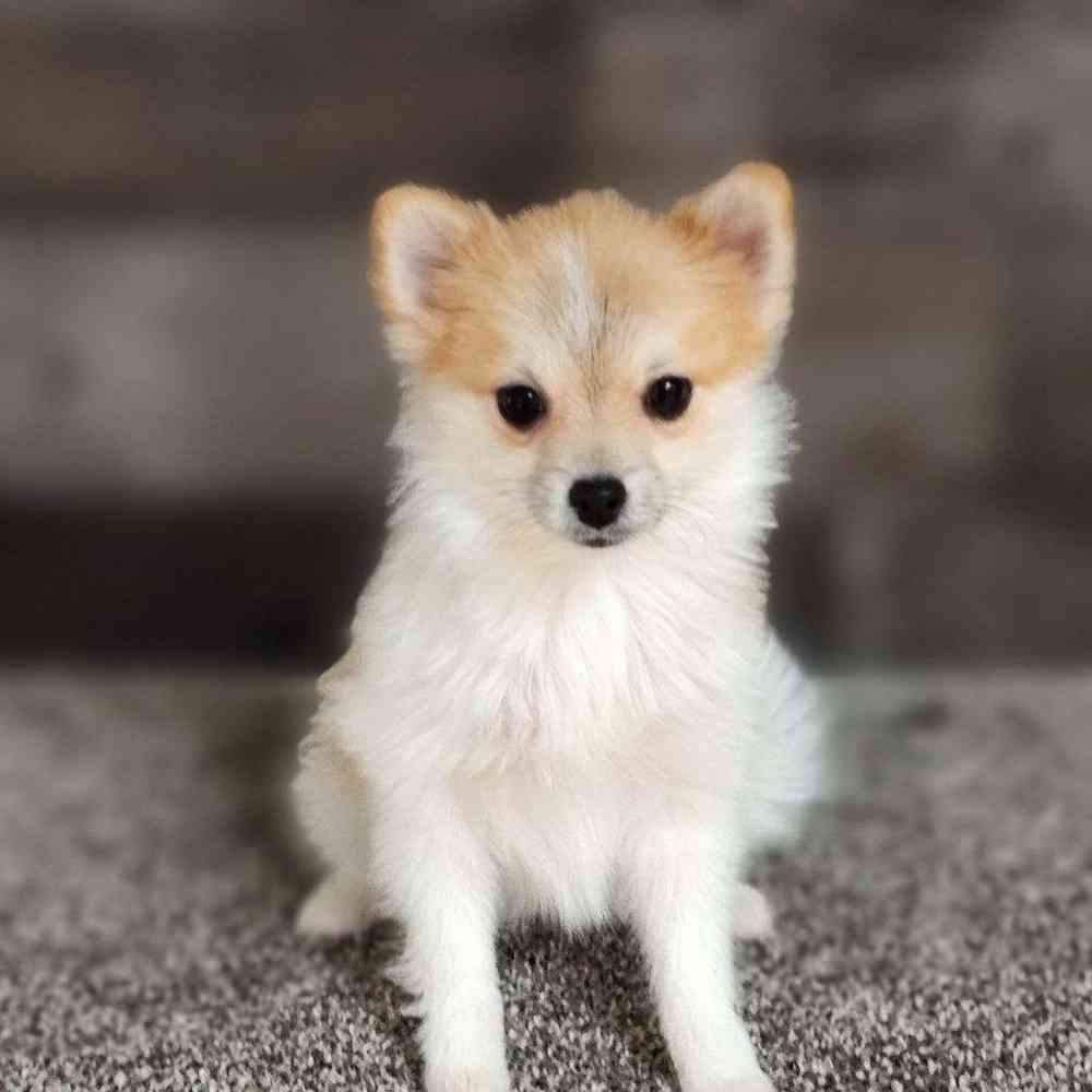 Information on Pomeranian Poodle Puppies for Sale in Michigan