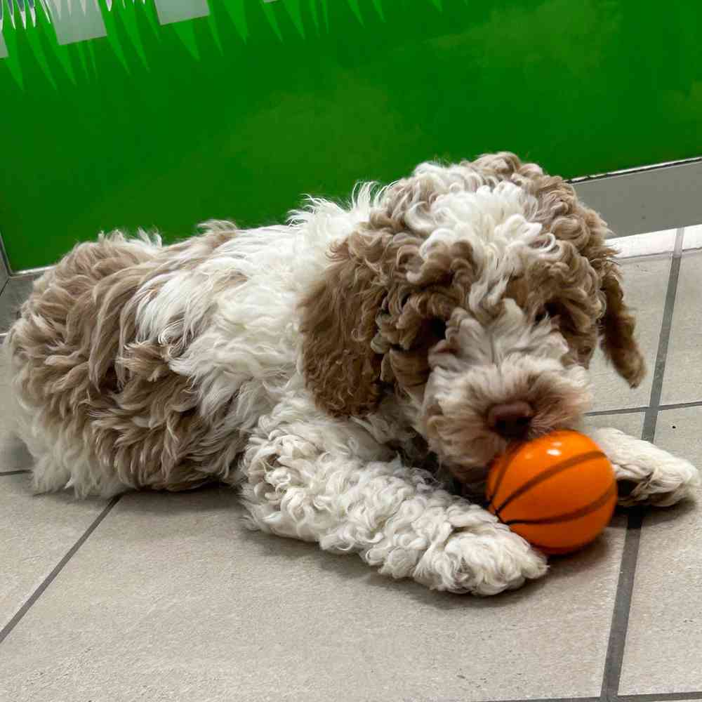 Information on Mini Newfypoo (F1B) Puppies for Sale in Michigan