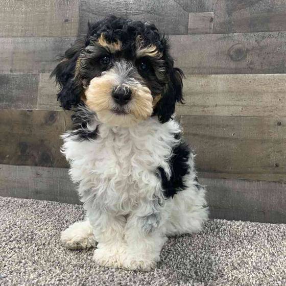 Mini Bernedoodle Puppies for Sale in Michigan