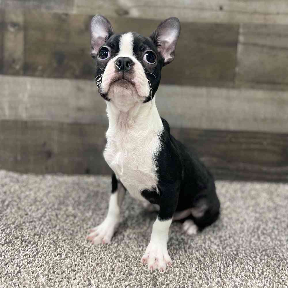 Information on Boston Terrier-Pug Puppies for Sale in Michigan