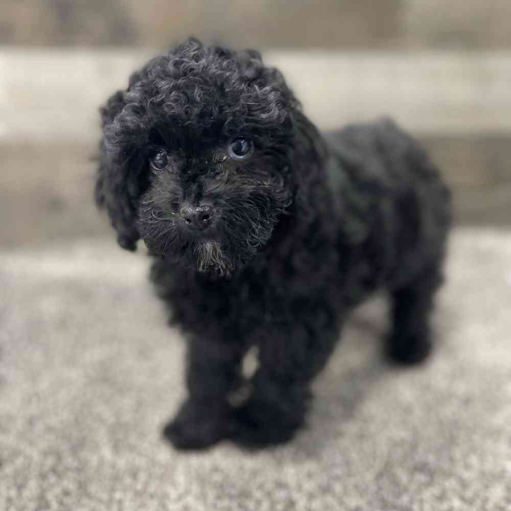 Information on Mini Poodle UNREG Puppies for Sale in Michigan
