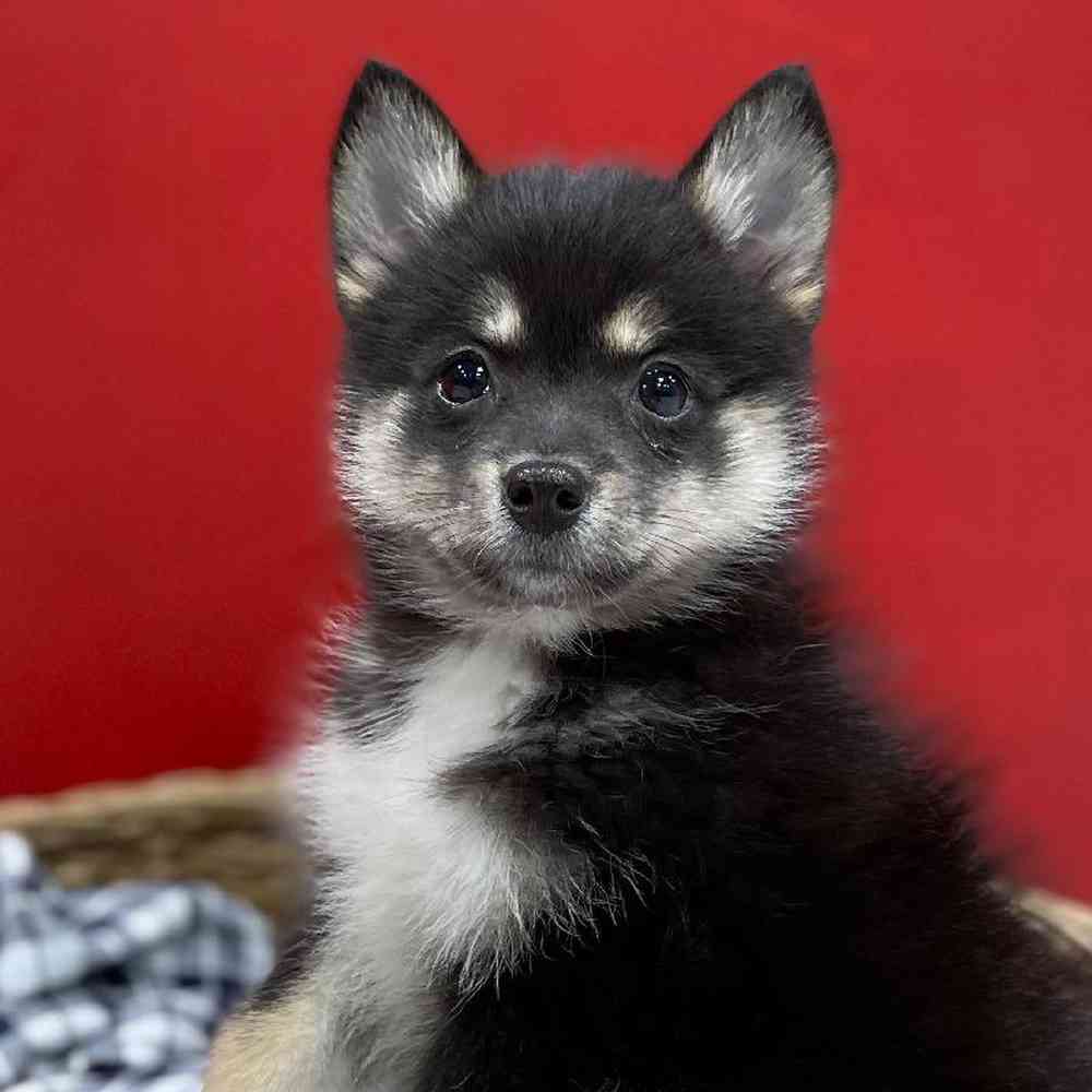 Elsie, Female Pomsky Puppy for sale in Troy
