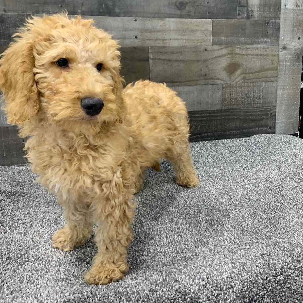 Information on Mini Goldendoodle Puppies for Sale in Michigan