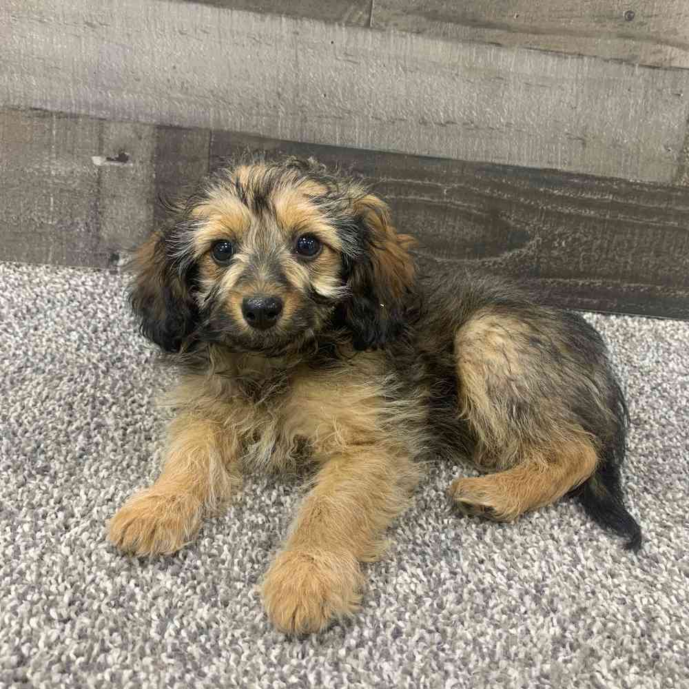 Information on Coton Poodle Puppies for Sale in Michigan