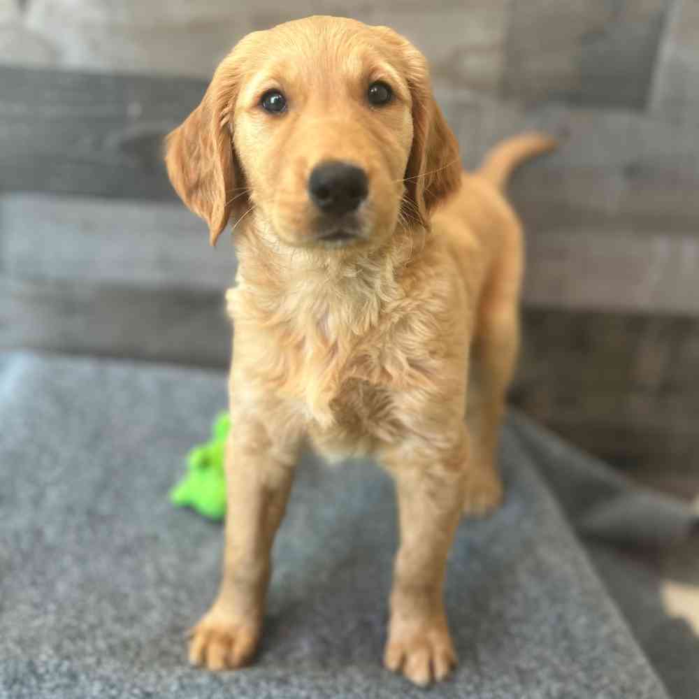 Information on Labrador Retriever-Golden Retriever Puppies for Sale in ...