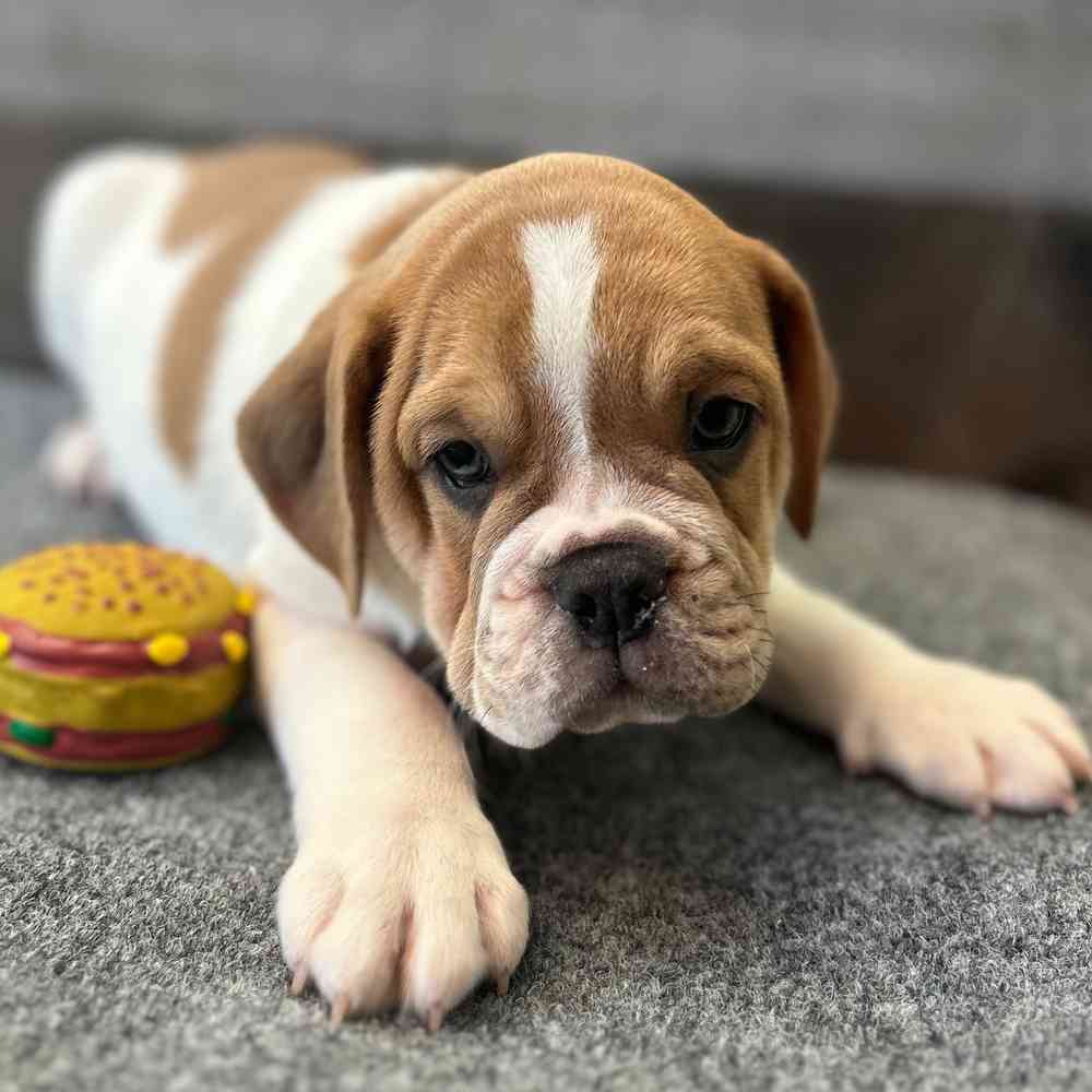 Available Puppies For Sale in Michigan - The Family Puppy