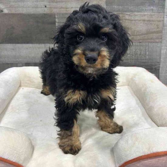 Available Puppies For Sale in Michigan - The Family Puppy