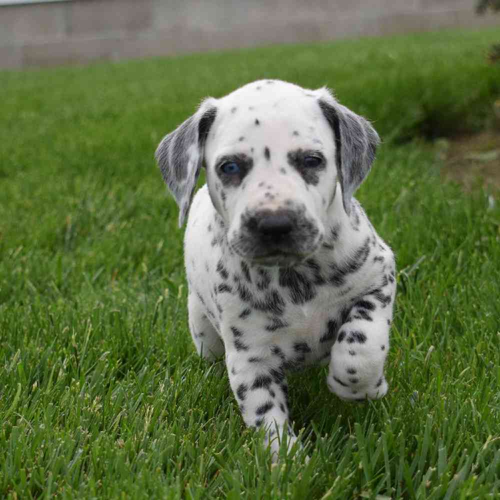 Perdita, Female Dalmatian Puppy for sale in Flint