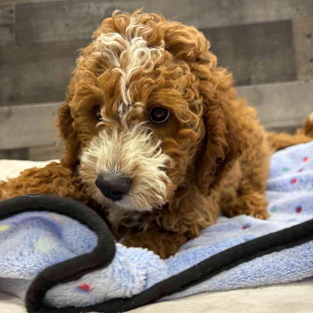 Harry, Male Cavapoo Puppy for sale in Troy