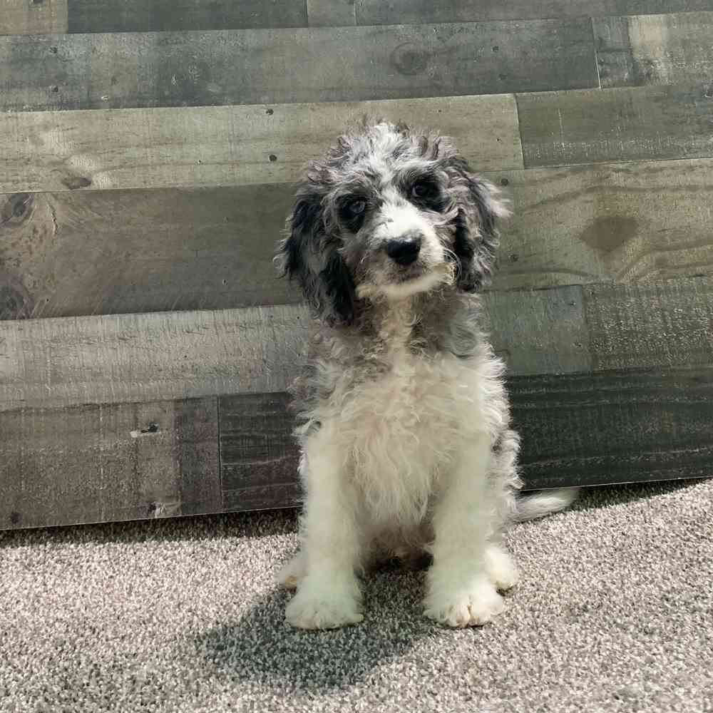 Available Puppies For Sale in Michigan - The Family Puppy