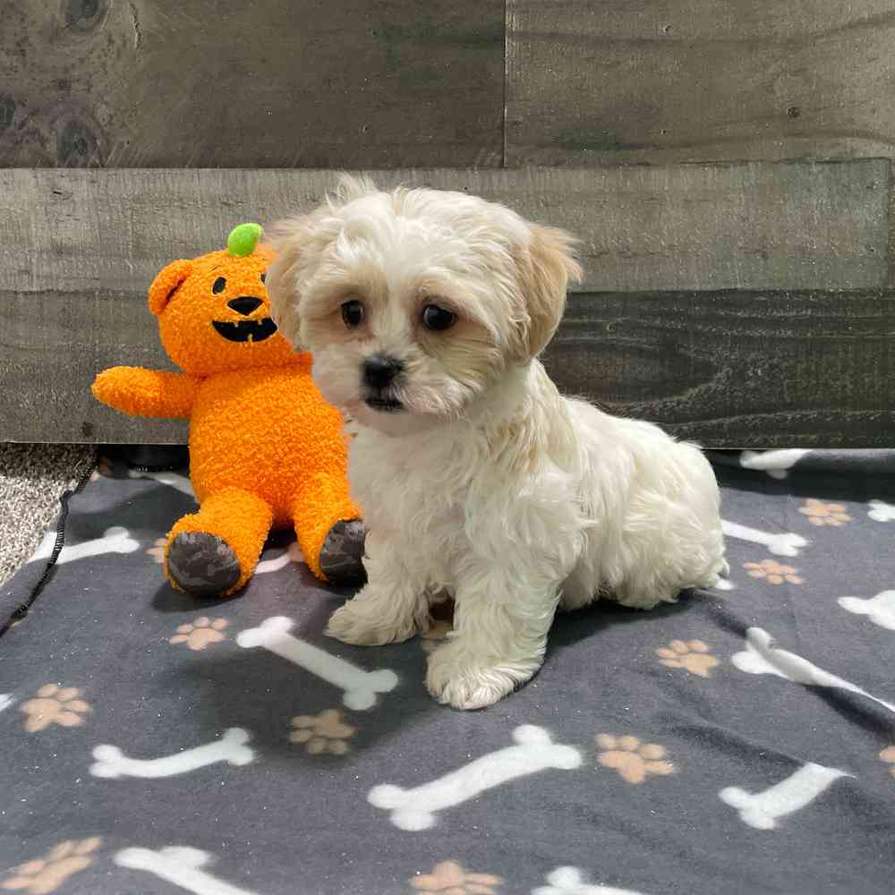 Dogs & Puppies for Sale in Troy, Michigan | The Family Puppy