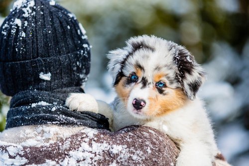 December Puppy Magic: Winter Joy and Cozy Holiday Moments